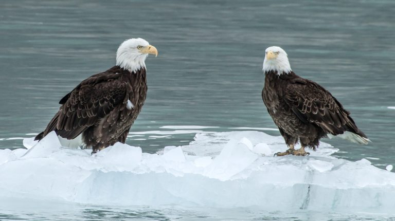 Core Values – Double Eagle Consulting