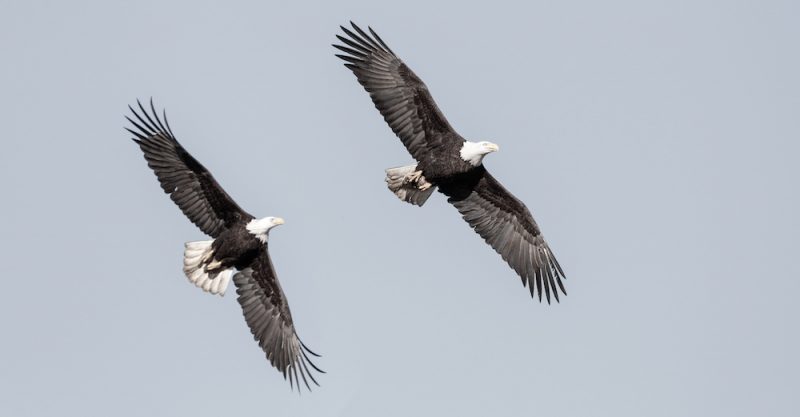 About Us – Double Eagle Consulting